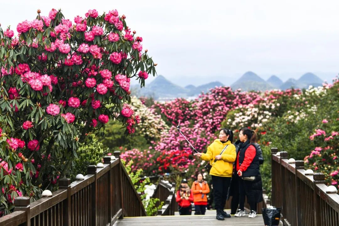 Must-knows about upcoming Qingming Festival