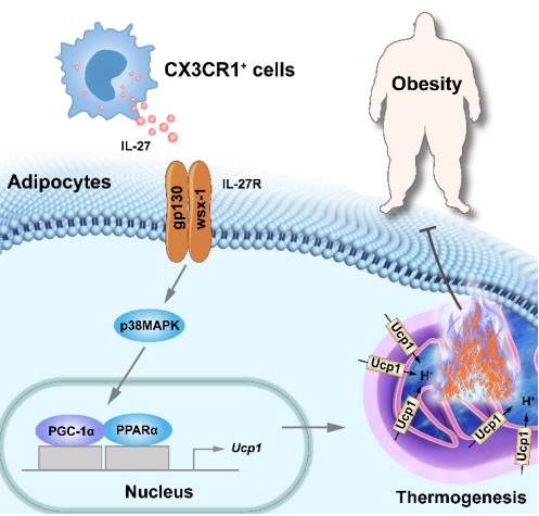 暨大尹芝南团队：IL-27可燃烧脂肪 新发现提供了减肥新靶点