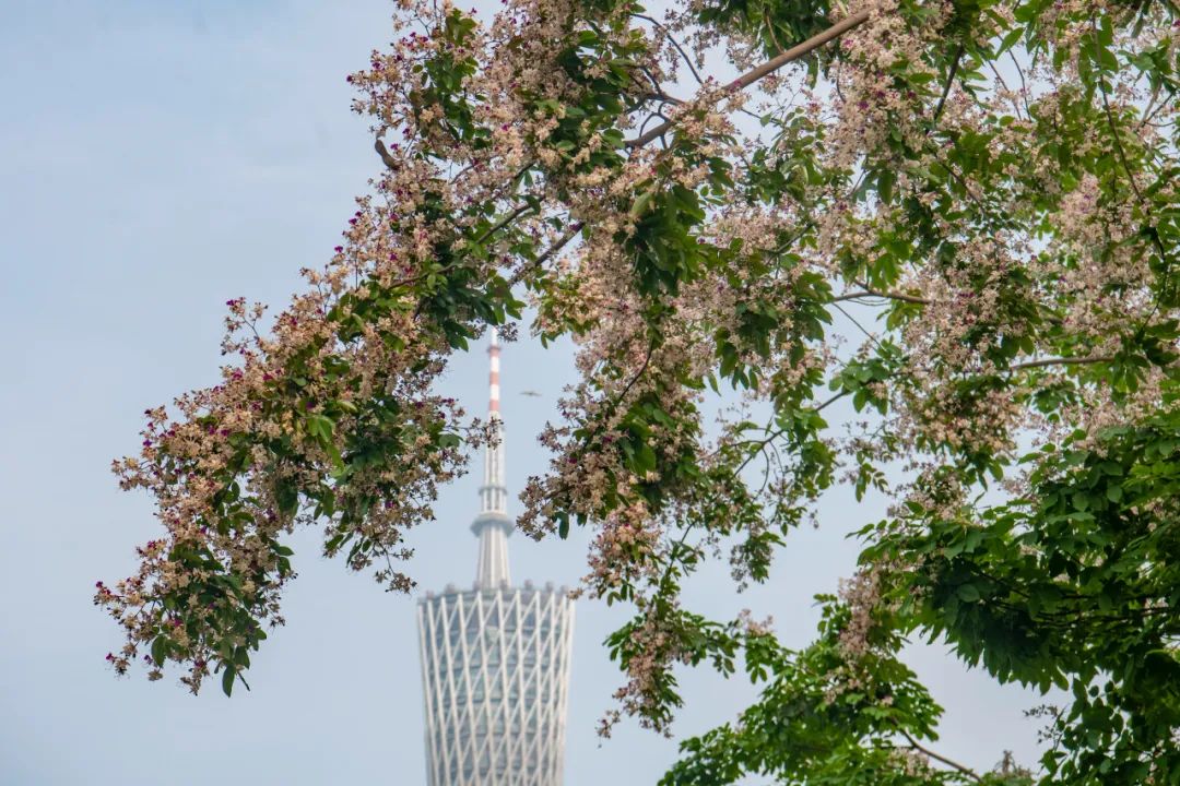 Photos | Glamor of the Canton Tower in different angles