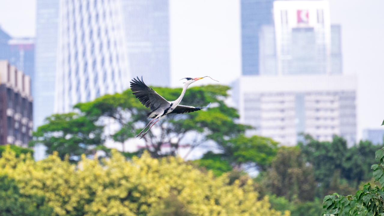 早参 | 广州第一批水务遗产名录公示；专家：如何区别“复阳”和“再感染”？