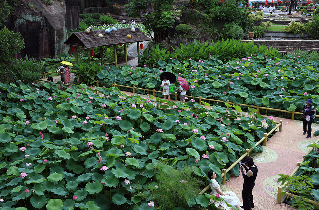 Lotus flowers and water lilies in full bloom in Guangzhou