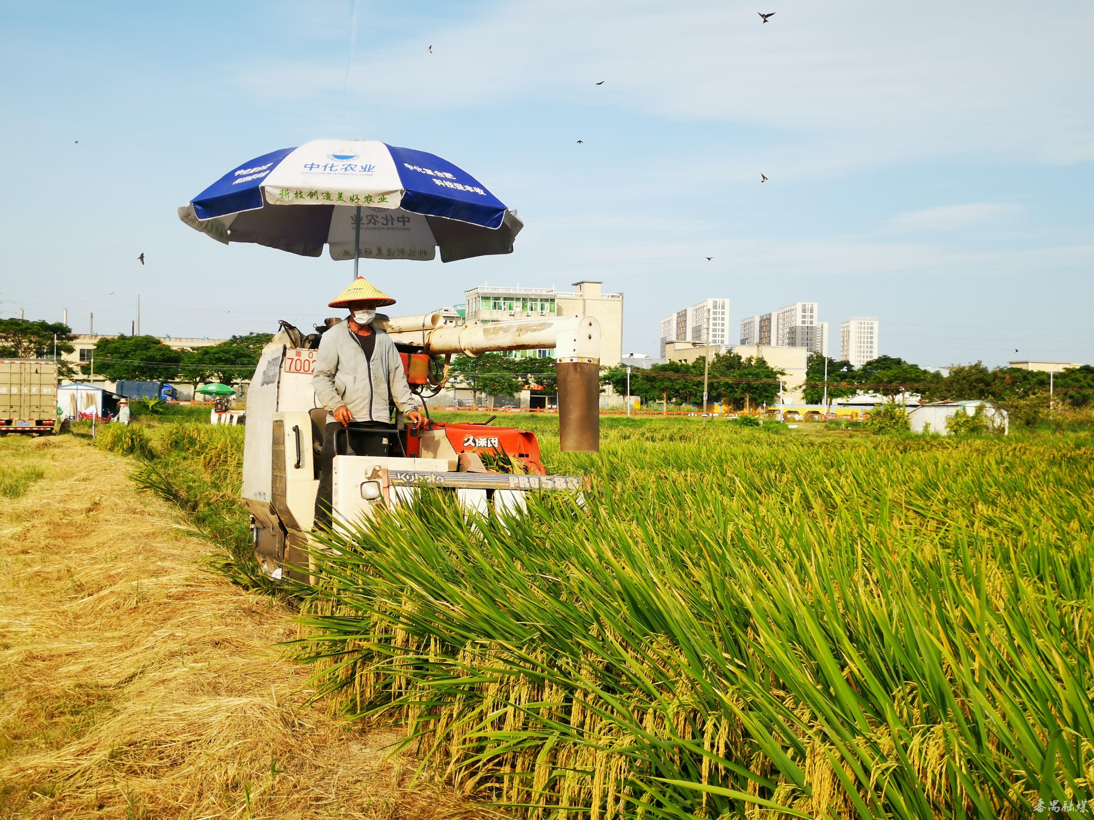 亩产1350斤！番禺新桥村“幸福农法”产业示范园早稻实现丰产丰收