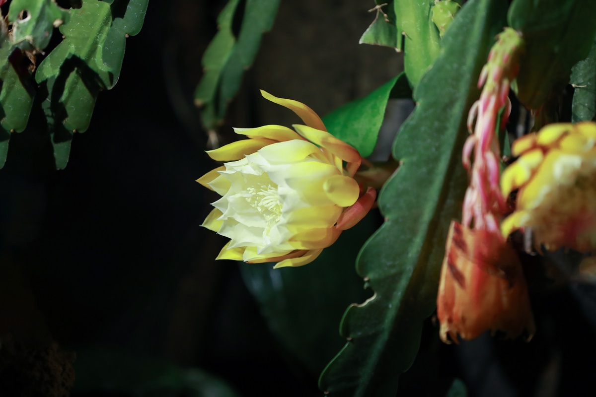 In pics | Nocturnal delights